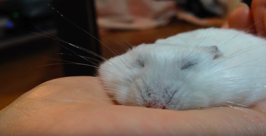 This is how you can make a flat hamster easily... - pdfFiller