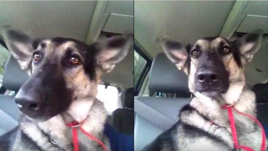 This dog totally gets your feelings about Friday dancing night… - pdfFiller