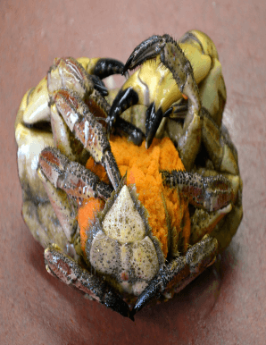 Fillable Online The original Sound ConTrol MaT enKaSoniC - 800-356-7887 ...