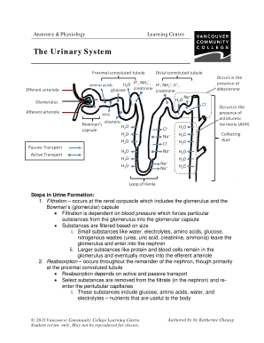 Fillable Online Steps in Urine Formation: Fax Email Print - pdfFiller