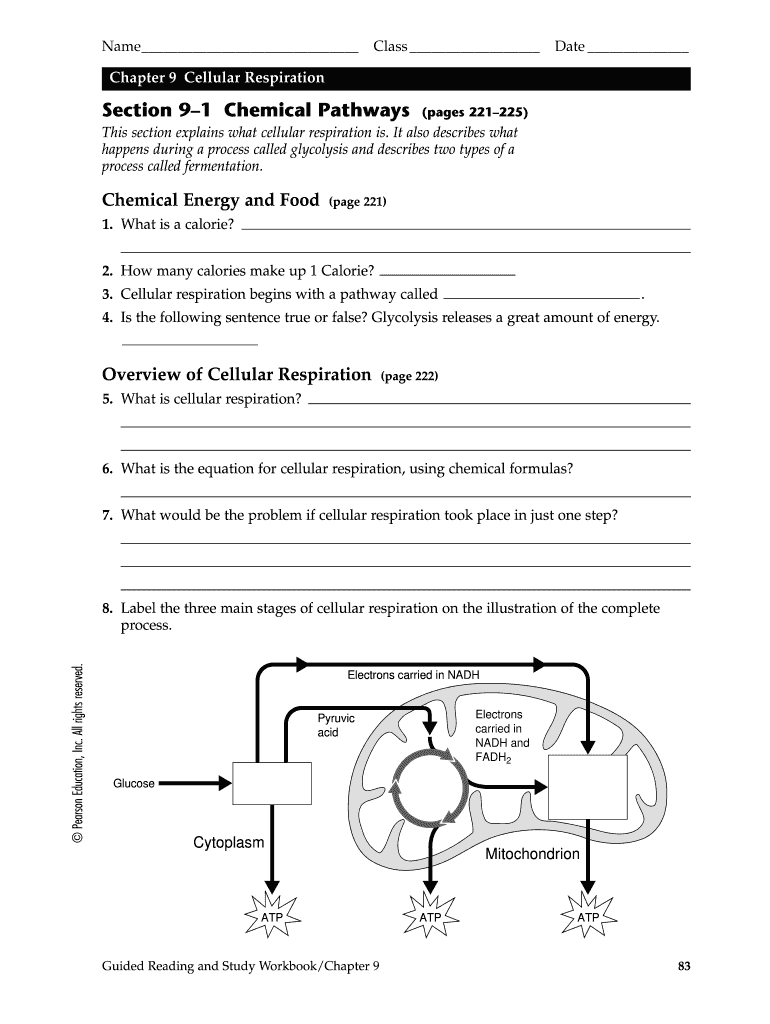 Fillable Online Overview of Cellular Respiration Chemical Energy and ...