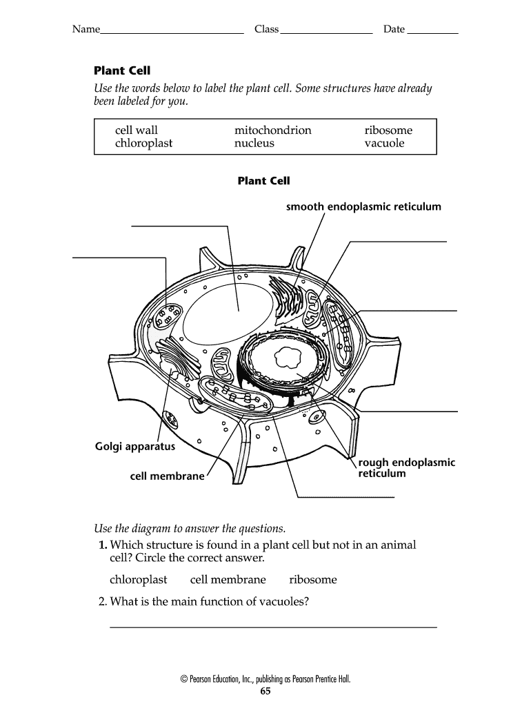 Blank Cell Diagram Fill Online Printable Fillable Blank PdfFiller