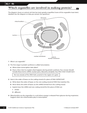 Fillable Online Which organelles are involved in making protein Fax ...