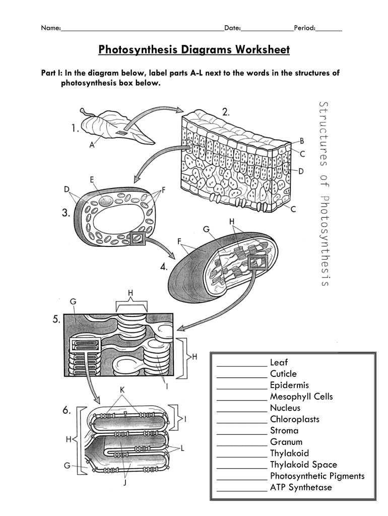 Photosynthesis Diagrams Worksheet Answer Key Fill Online Printable