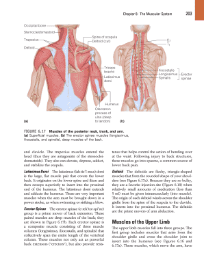 Fillable Online Chapter 6: The Muscular System Fax Email Print - pdfFiller