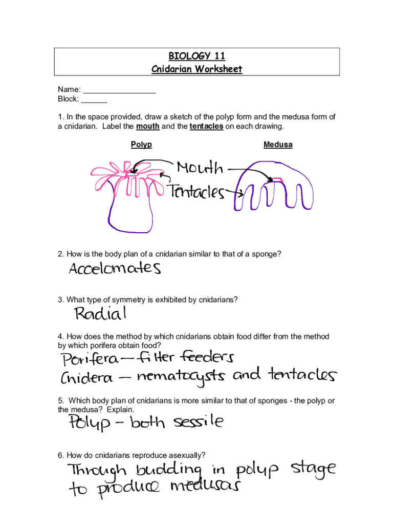 Cnidarians Worksheet - Fill Online, Printable, Fillable, Blank | pdfFiller
