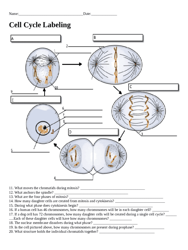 Copy of Cell Cycle Label.pdf - Cell Cycle Label Davian ... Doc Template ...