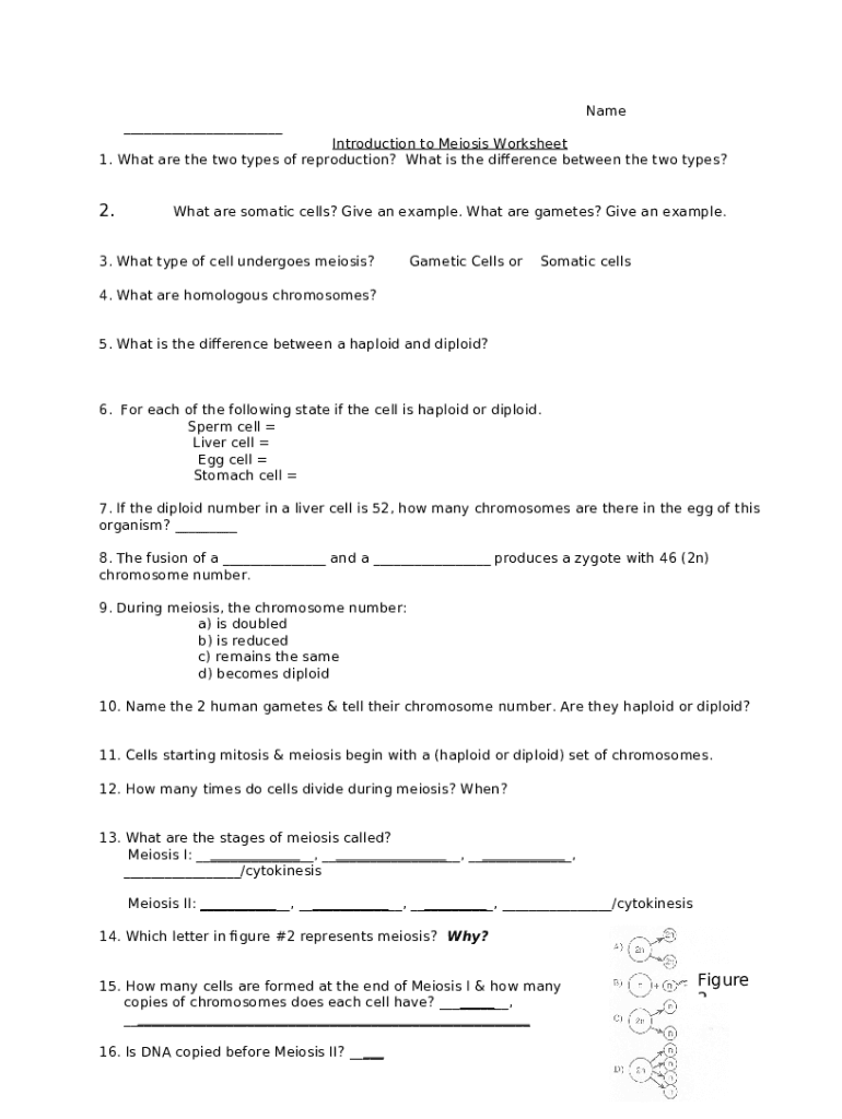 Meiosis Worksheet FlashcardsQuizlet Doc Template | pdfFiller