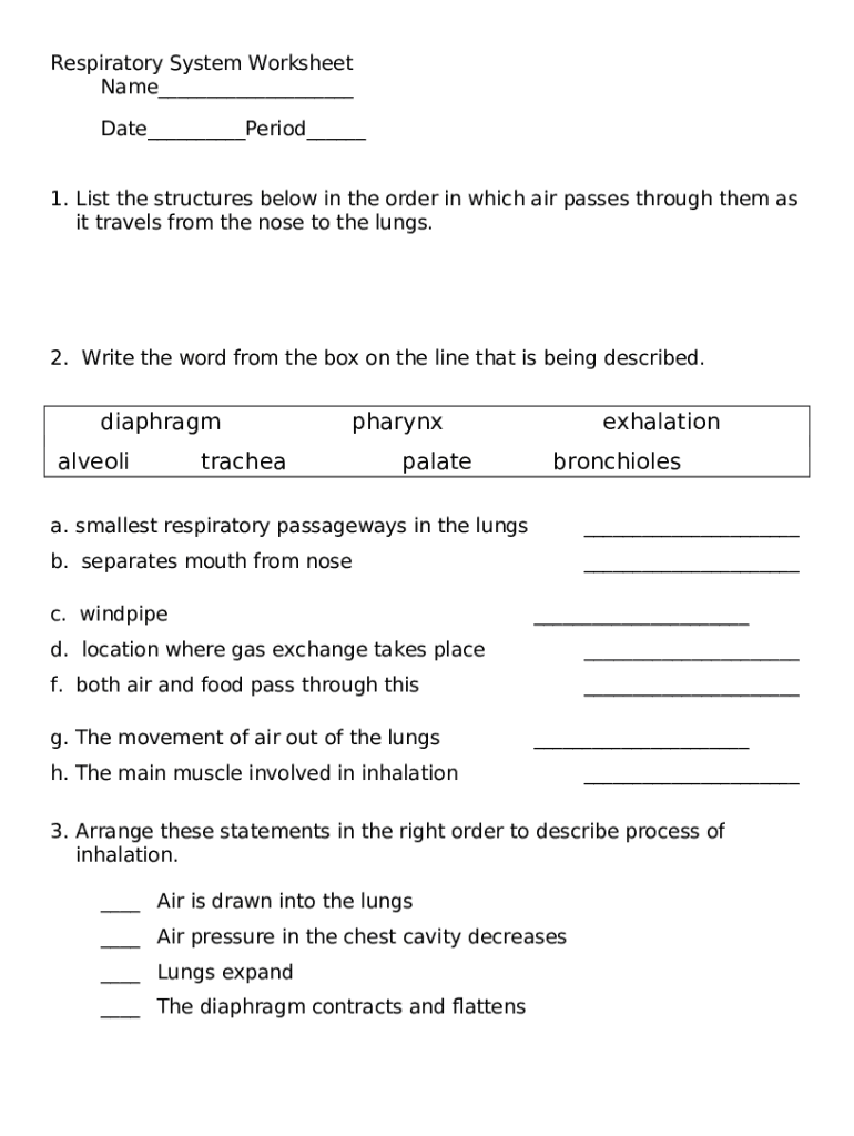 Respiratory System Worksheets : Respiratory System Answer ... Doc ...