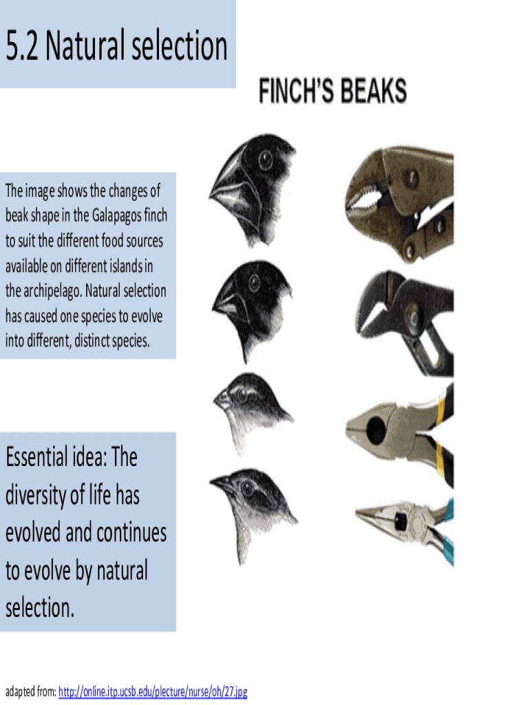 Fillable Online www.biointeractive.orgclassroom-resourcesEffects of ...