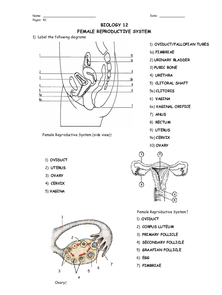Fillable Online Draw a labelled diagram of human female reproductive ...