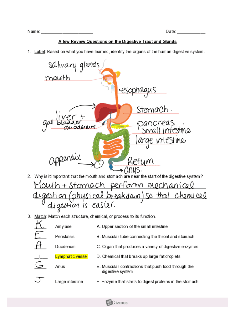 Fillable Online A Labelled Diagram Of Digestive System with ... - Byjus ...