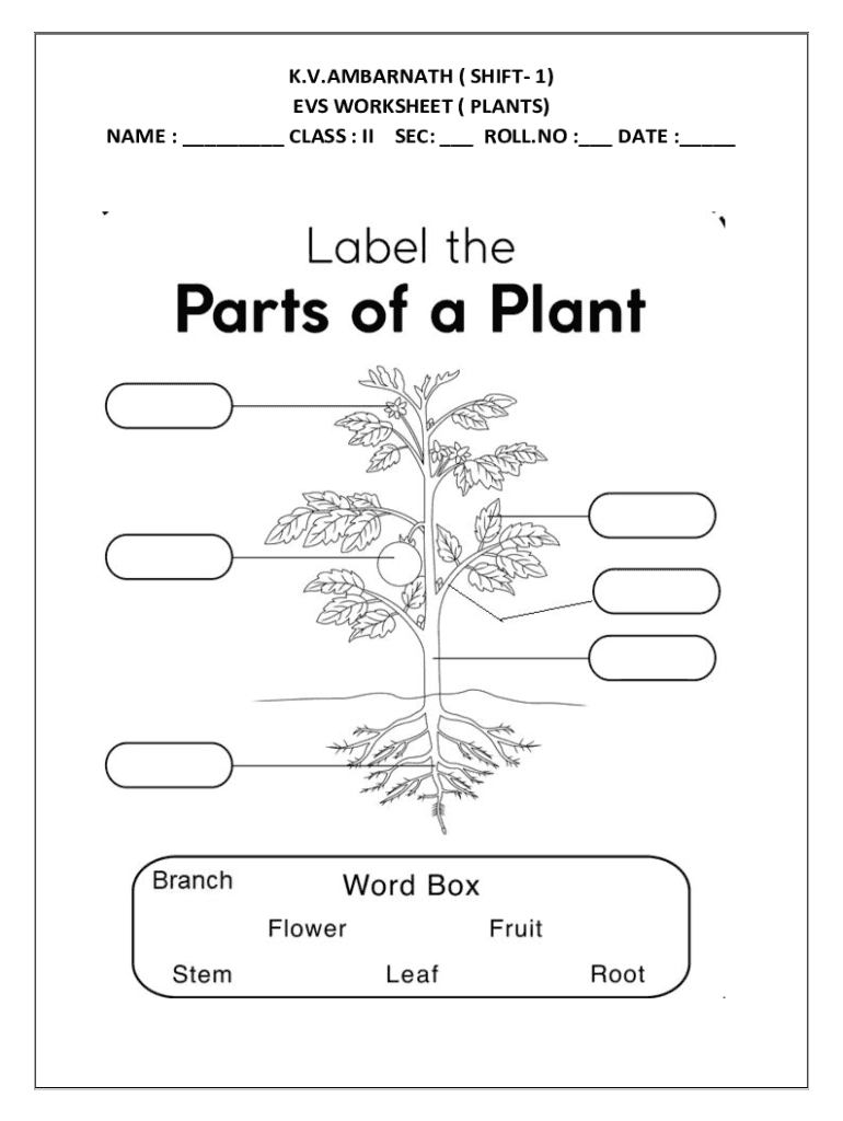 Fillable Online 1) evs worksheet ( plants) name :class : ii Fax Email ...