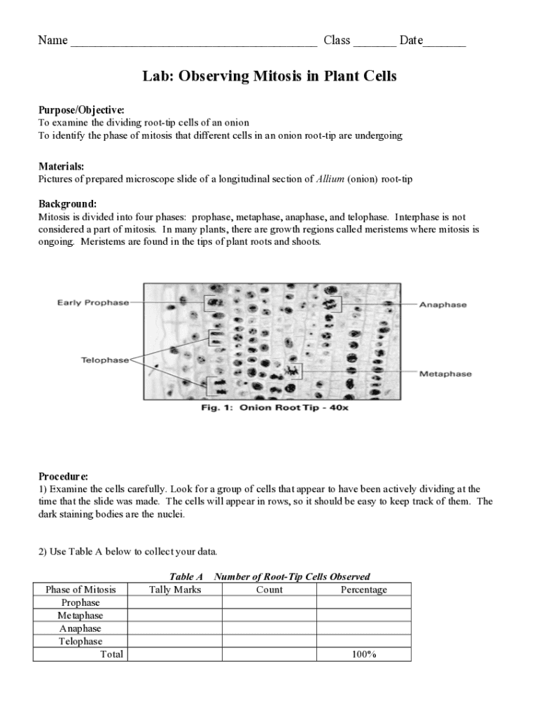 Fillable Online Mitosis Lab - Observing Mitosis in Plant Cells Purpose ...