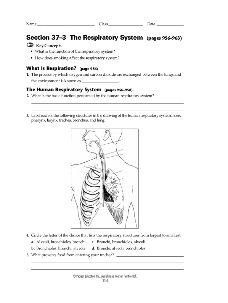Fillable Online Section 373 The Respiratory System (pages 956963) Fax Email Print - pdfFiller