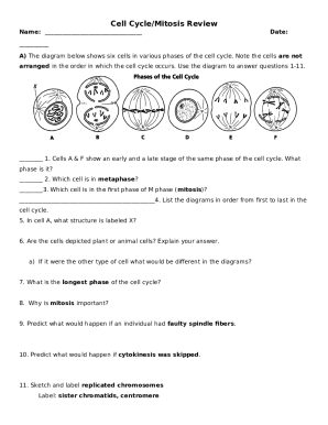 The cell cycle and mitosis worksheet answer key - cynara.it Doc ...