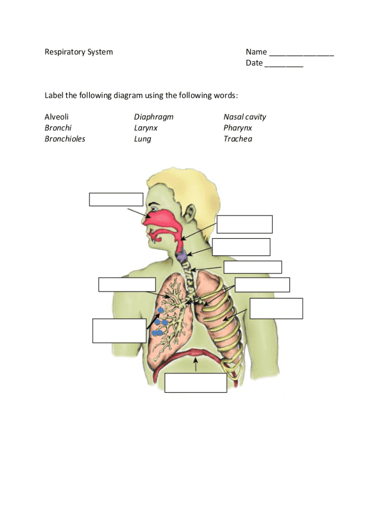 Fillable Online Organs and Structures of the Respiratory System Fax Email Print - pdfFiller