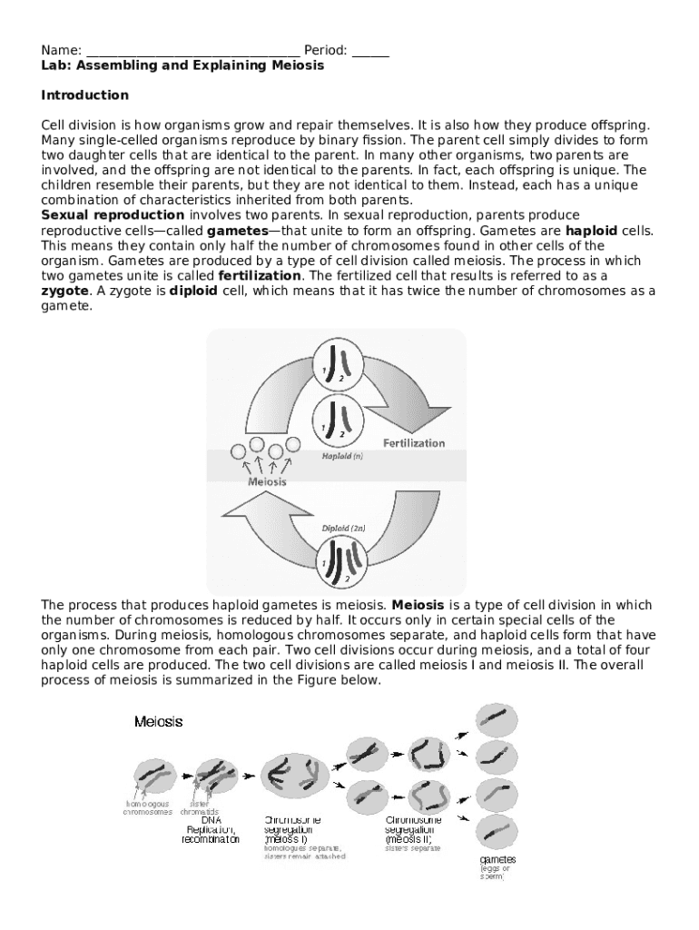 24. Meiosis lab.docx Doc Template | pdfFiller