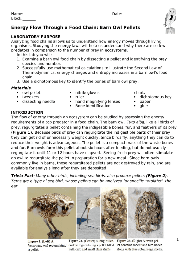 Owl Pellet Food Webs: A Model of Energy and Mass Transfer Doc Template ...