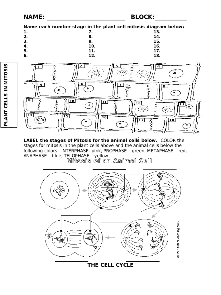 Name each number stage in the plant cell mitosis diagram below Doc ...