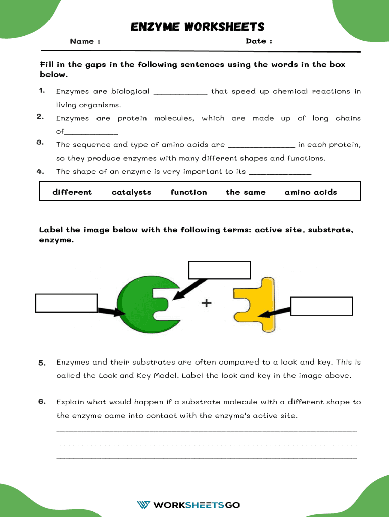 Fillable Online Enzymes Review Worksheet 1. a) Fill in the gaps in the ...