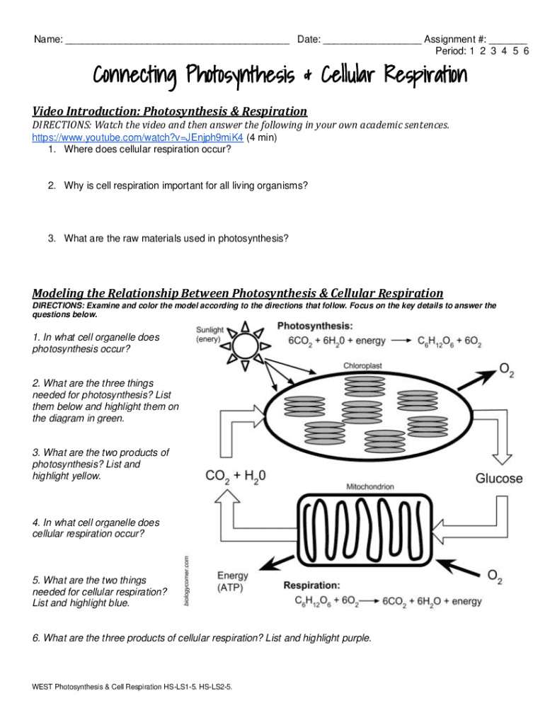 Fillable Online Photosynthesis cellular respiration worksheet - Name ...