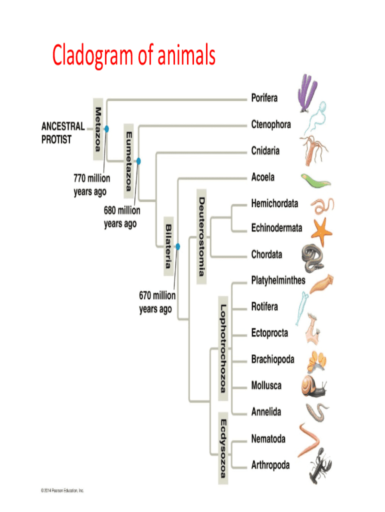 Fillable Online Eukaryotic Cells: Animals - Animal Cell Structure and Function Fax Email Print ...